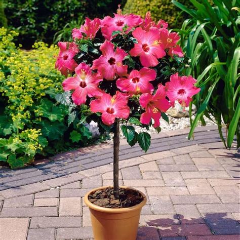 Hibiscus Flower Tree Double Pink Hibiscus For Sale Online The Tree