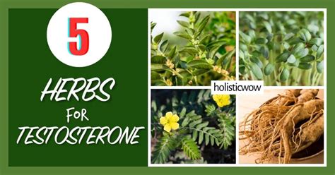 5 Powerful Herbs To Naturally Support Testosterone Levels Holisticwow