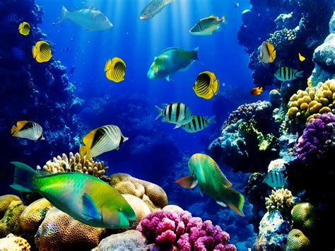 Moving Fish Aquarium Wallpaper Wallpapersafari