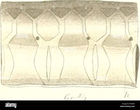 This Work By Karl Hasse Explores The Natural System Of Elasmobranchii Focusing On The