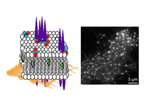Ferromagnetic Single Atom Spin Catalyst For Boosting Water Splitting Reactions Nus Chemistry