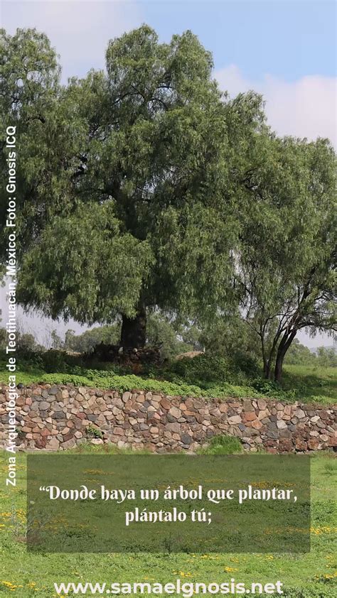 Donde Haya Un árbol Que Plantar Plántalo Tú Donde Haya Un Error Que