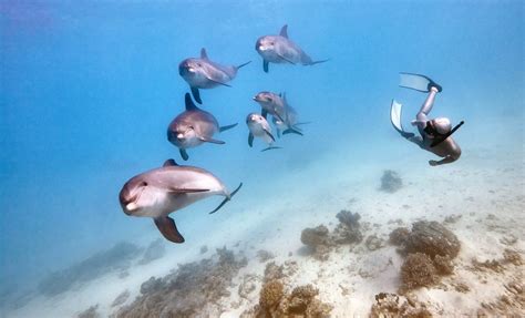How Dolphin Brains Have Evolved To See Using Echolocation