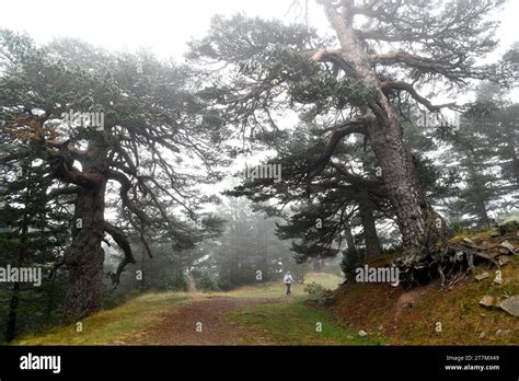 Scots Pine Pinus Sylvestris Is An Evergreen Tree Native To North And