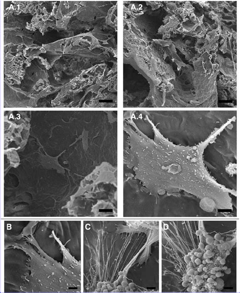 Sem Micrographs Of Hascs A Adhered To And Proliferating On Phb Hv