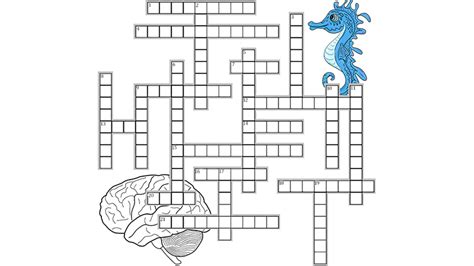 Crossword Puzzle On The Anatomy Of The Brain