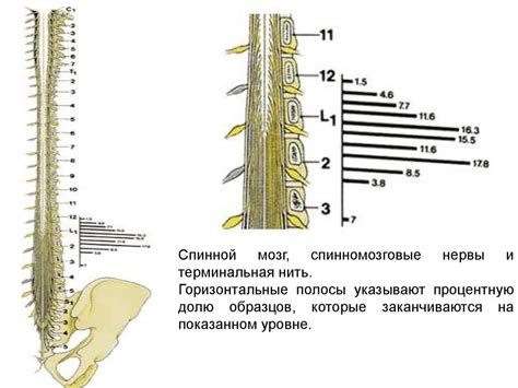 Клиническая анатомия спинного мозга и конского хвоста Основные