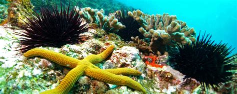 Echinoderms Species Encyclopedia Fishipedia Echinoderms Species Encyclopedia Fishipedia