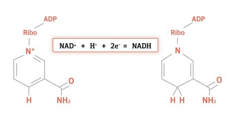 NAD vs. NADH