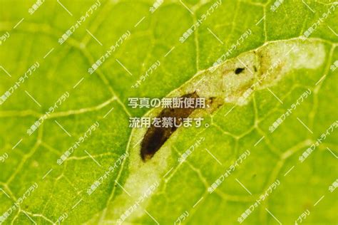 トマトハモグリバエ 幼虫 全農教フォトライブラリ