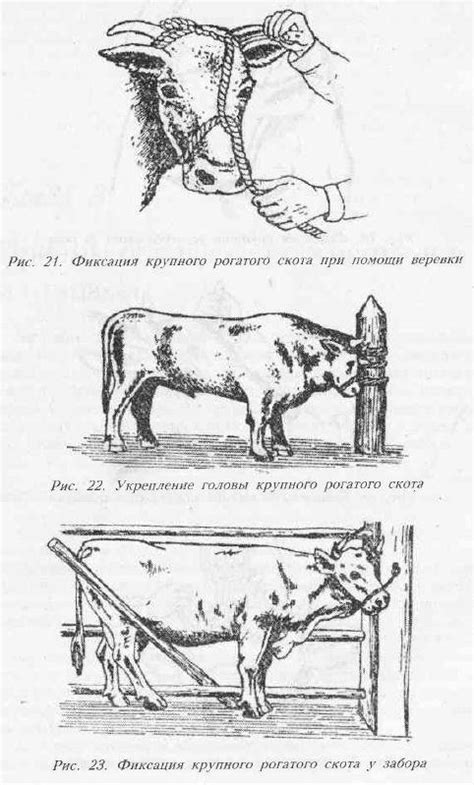 Фиксация крупного рогатого скота » Информационный портал: строительство ...