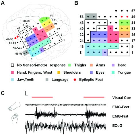 Functional Mapping And Experimental Setup A Functional Map Created Download Scientific