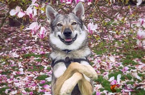 苏州可以养捷克狼犬吗 多少钱一只 唯宠网