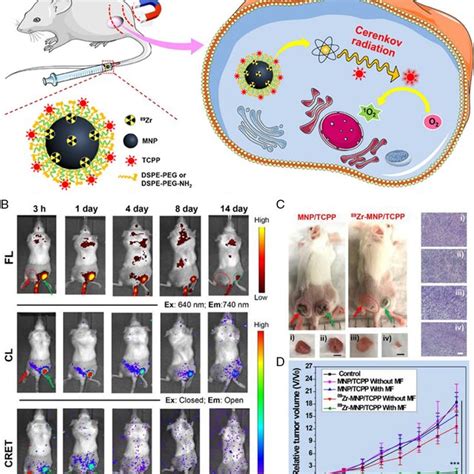 A Schematic Illustration Of Nk Cell‐membranes‐cloaked Nanoparticles