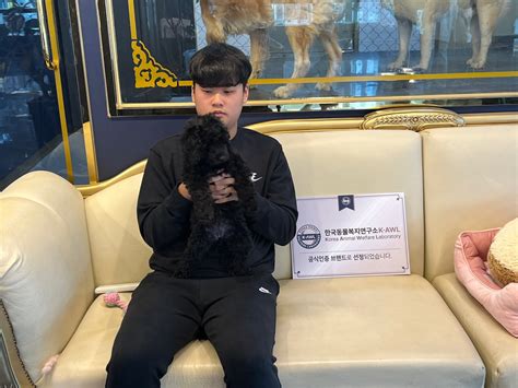 푸들 밍크 미니비숑프리제성격 토이푸들성격 골든리트리버성격 래브라도리트리버성격 닥스훈트성격 도베르만성격 말티치성격 말티폼성격 보더콜리성격 프렌치불독성격 빠삐용성격 파피용성격