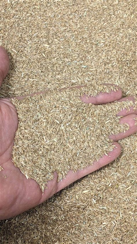 Premium Kentucky Bluegrass Rye Blend Sod Mckellip Sod Farm