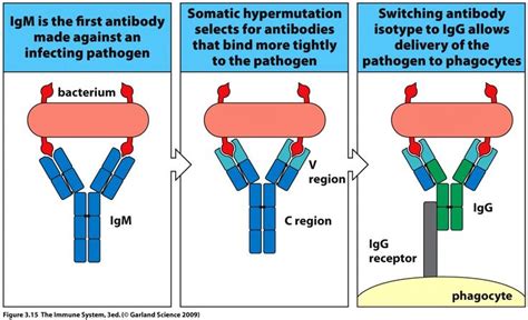 Somatic Hypermutation And Isotype Switching Immunology Medical