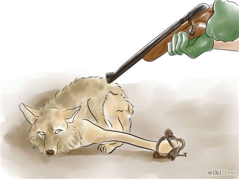 How To Trap A Coyote 7 Steps With Pictures WikiHow