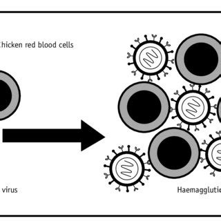 The Principle Of Haemagglutination Download Scientific Diagram
