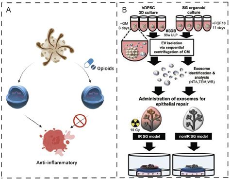 Organoid Extracellular Vesicles Oevs For Disease Treatment A Oevs