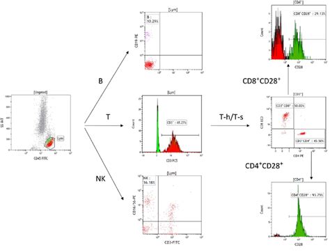 The Gating Strategy Of Flow Cytometry Experiments Fitc Fluorescein