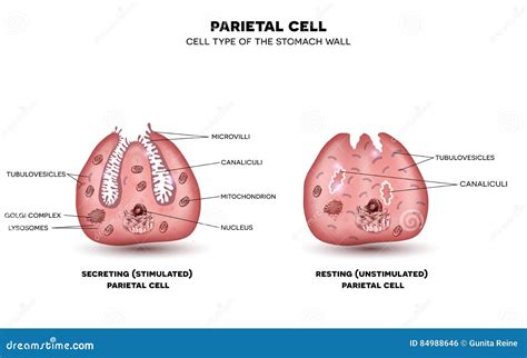 Stomach Cell Diagram