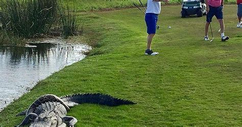 Golfers In Florida Are Unfazed As An Alligator Eats A Burmese Python On The 10th Hole Fairway