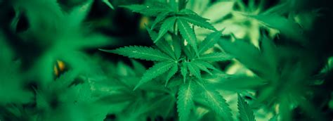 Three Types Of Cannabinoids You Should Know Rethink