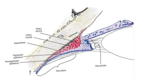 General Contextual Anatomy Anterior Chamber Flashcards Quizlet