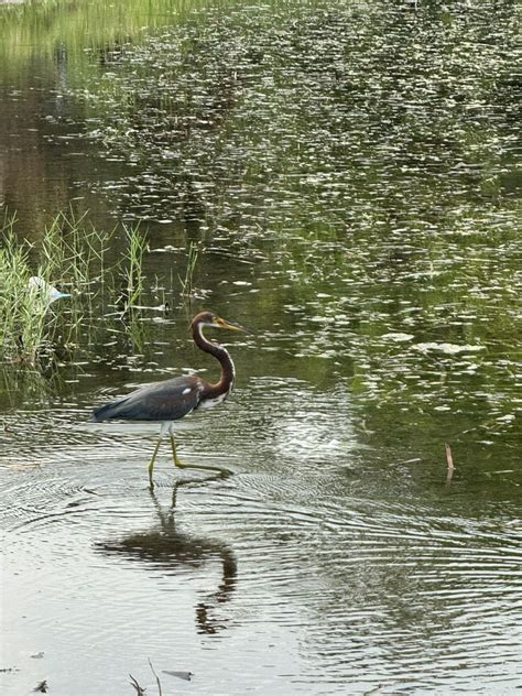 Grey Bird Album On Imgur