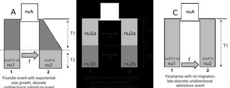 Demographic Model Inference Based On The Subspecies Definition And On