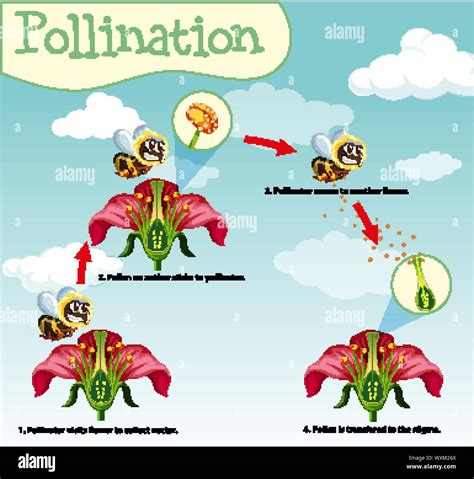 Honey Bee Pollination Diagram
