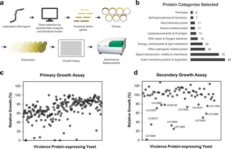 Identification Of Putative Leptospira Interrogans Vfs In A Yeast Growth