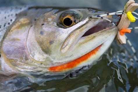 Cutthroat Trout