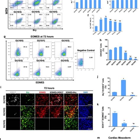 The Gi I M Wi Hipsc Cm Differentiation Protocol Is Highly Efficient For Download Scientific