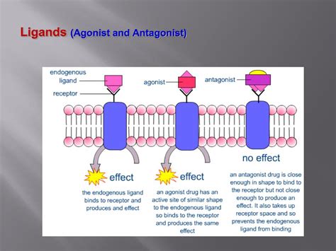 Ppt Drug Receptor Interaction Powerpoint Presentation Free Download