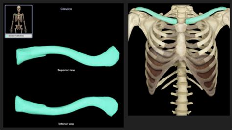 Cell 210 Midterm 1 Lab 6 Appendicular Skeleton Flashcards Quizlet