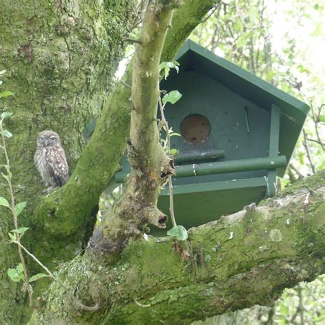 Babe Owl Apex Nest Box CJ Wildlife