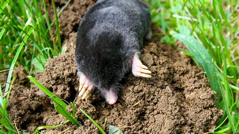 All You Need To Know About Moles Valor Pest Solutions