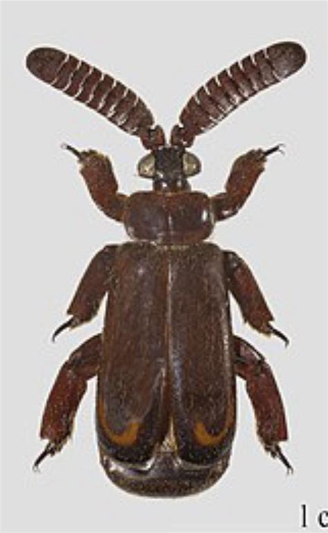 What Type Of Antennae Are These And What Are They Good For Entomology