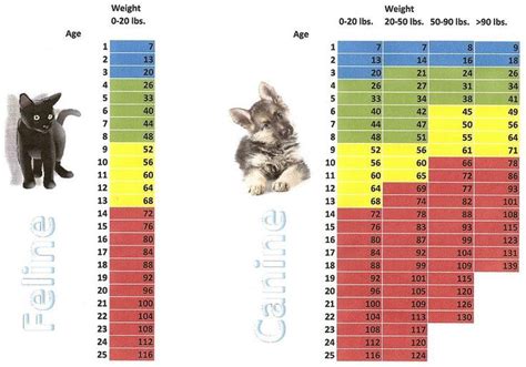 Cat Weight Chart Kg Your British Shorthairs Ideal Weight