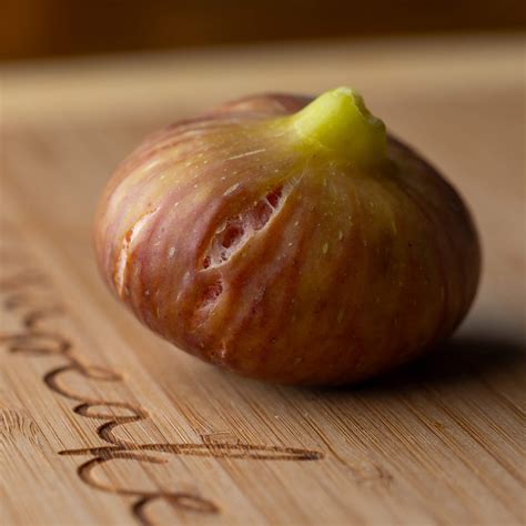 Black Zadar Tree Chesapeake Figs
