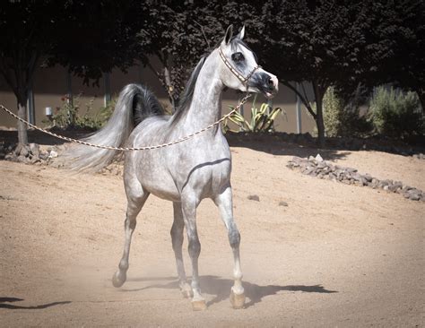Arabian Halter Horse