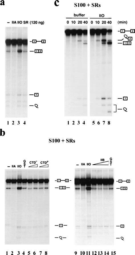Phosphorylated Rna Polymerase Ii Stimulates Pre Mrna Splicing