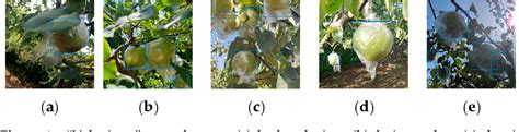 Figure 1 From Intelligent Detection Of Lightweight Yuluxiang” Pear In