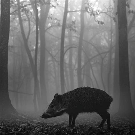 Javelina Eco Tourism Marketing Materials Imagella