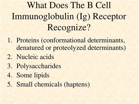 Ppt Antigen Processing And Presentation Self Mhc Restriction Powerpoint Presentation Id 4273034