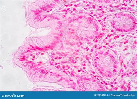 Tissue Of Stomach Human Small Intestine Human Pancreas Human And