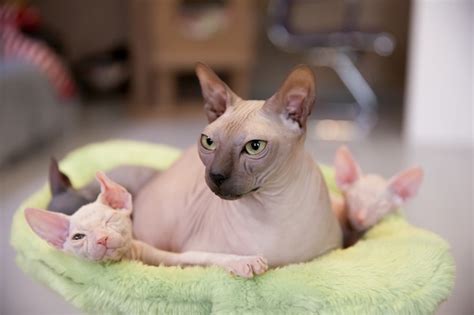 Premium Photo Two Sleeping White Two Month Old Don Sphinx Cats With Their Mother
