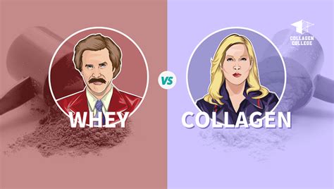 Collagen Protein Vs Whey Protein Anchorman Style